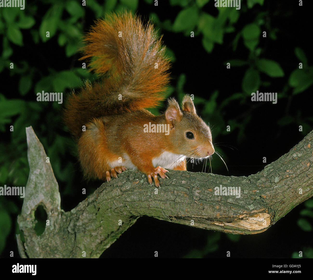 Red Squirrel, sciurus vulgaris, Male on Branch Stock Photo - Alamy