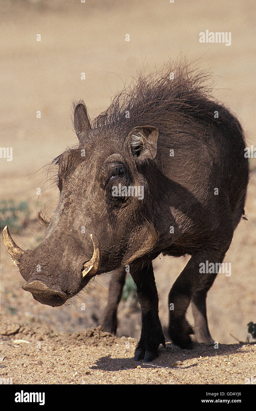 Male warthog standing hi-res stock photography and images - Alamy