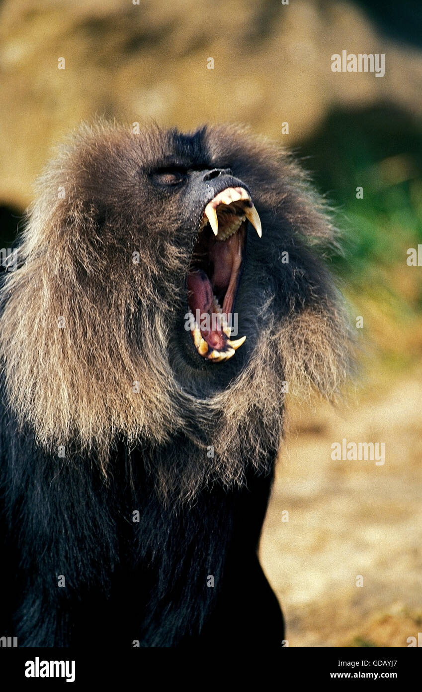 LION TAILED MACAQUE macaca silenus, ADULT YAWNING WITH OPEN MOUTH Stock ...