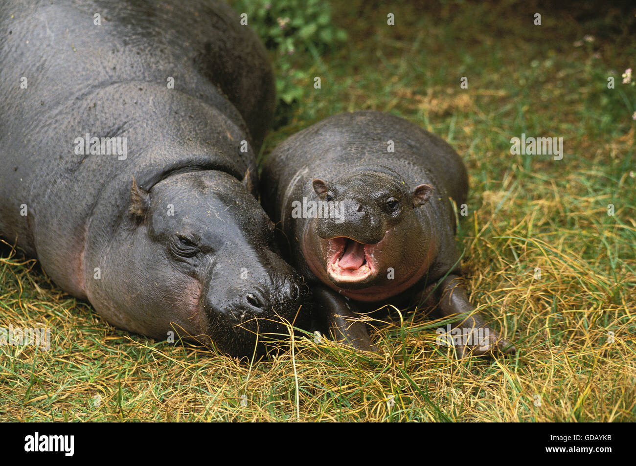 Pygmy Hippopotamus, choeropsis liberiensis, Female with Young Sleeping ...