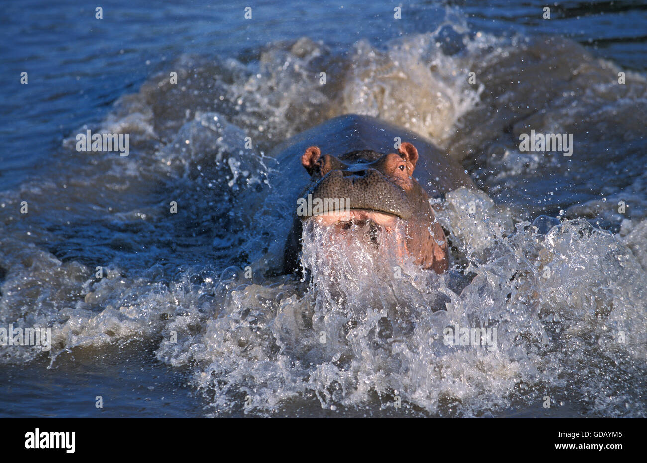 Hippopotamus, hippopotamus amphibius, Charging Adult in the River ...