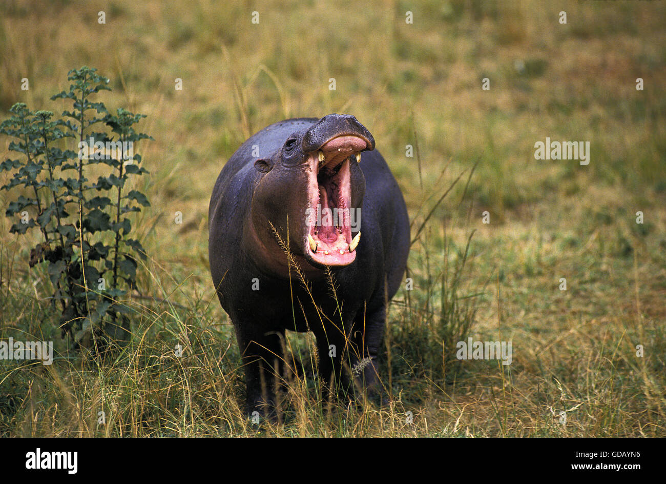 Pygmy Hippopotamus, choeropsis liberiensis, Female Yawning Stock Photo ...