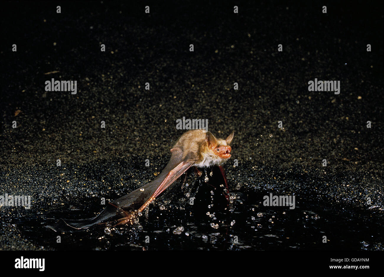 Mouse-Eared Bat, myotis myotis, Adult in Flight Stock Photo - Alamy