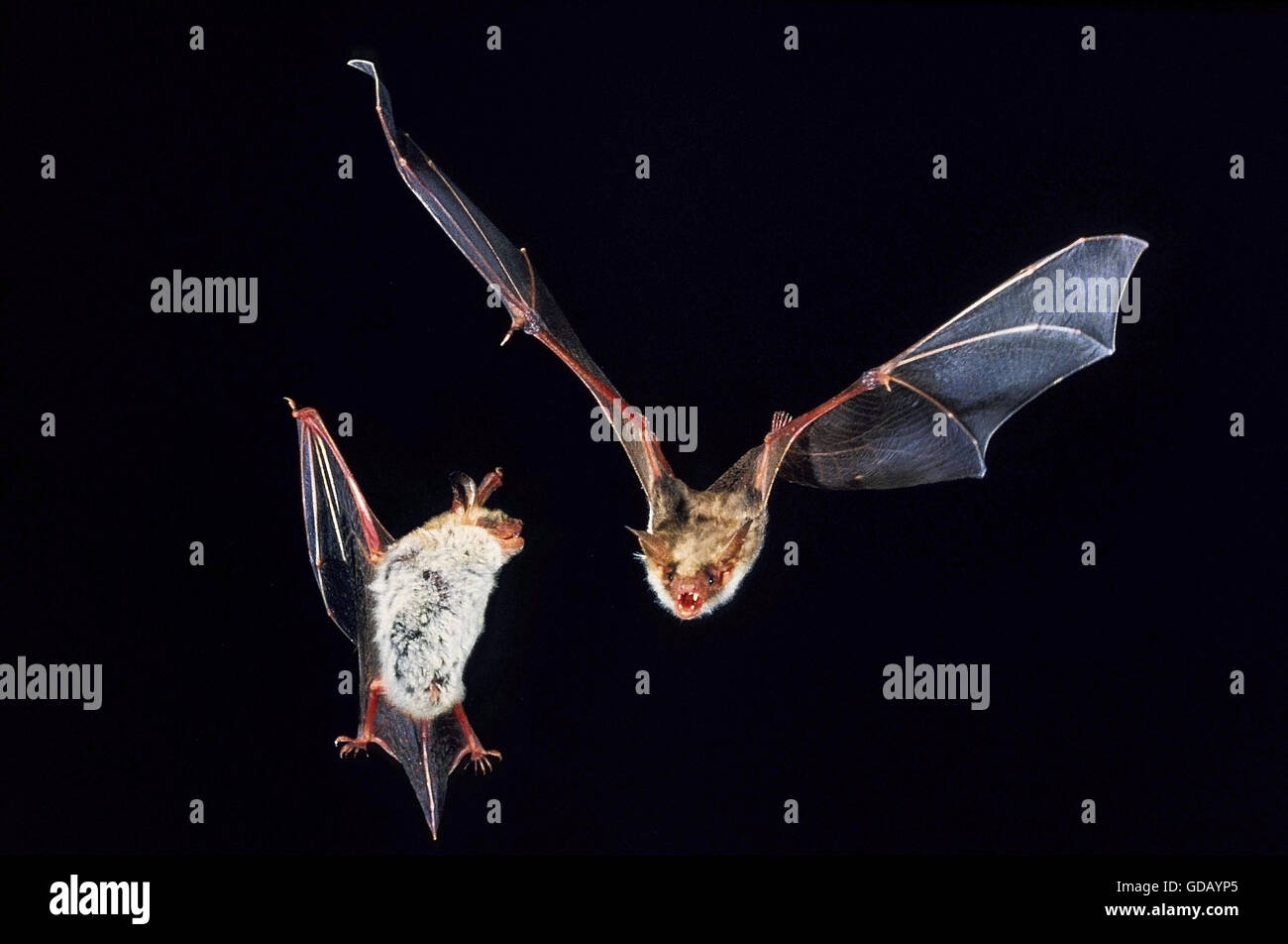 Myotis myotis hi-res stock photography and images - Alamy
