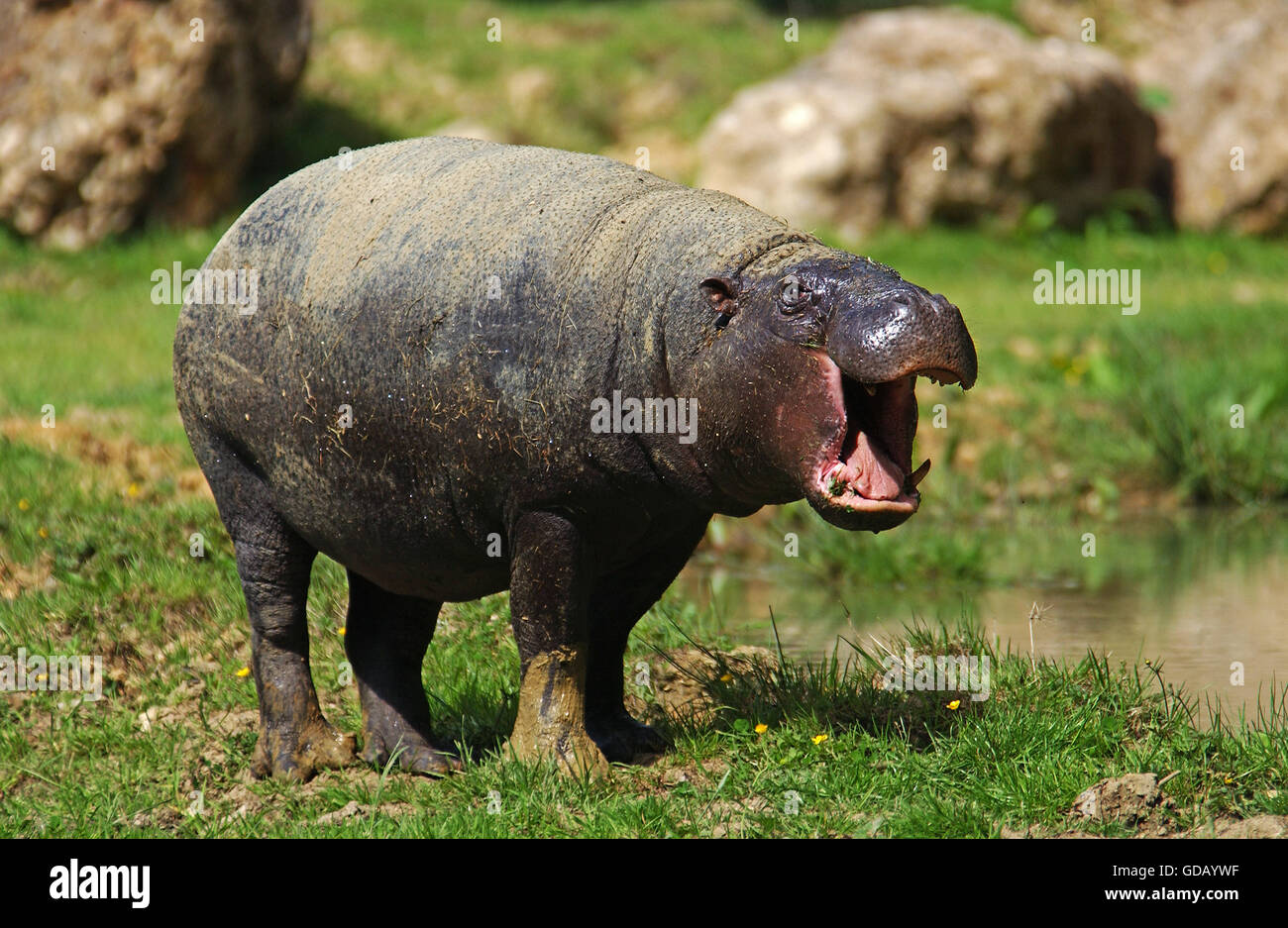 Pygmy Hippopotamus, choeropsis liberiensis, Adult Yawning Stock Photo ...