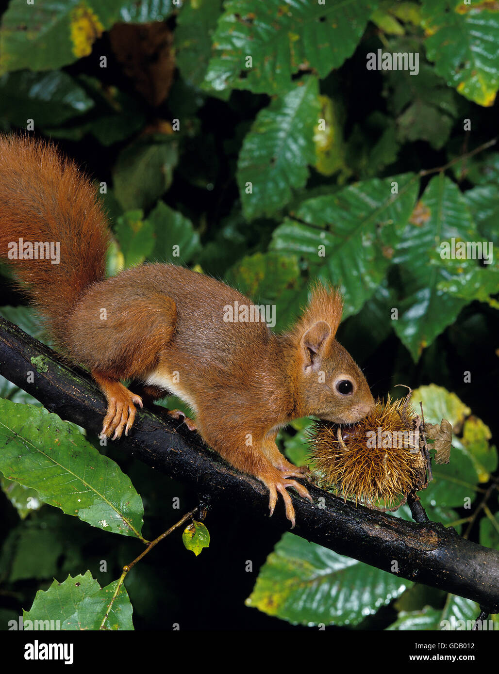 Red Squirrel, sciurus vulgaris, Female on Branch with Chestnut in Mouth ...