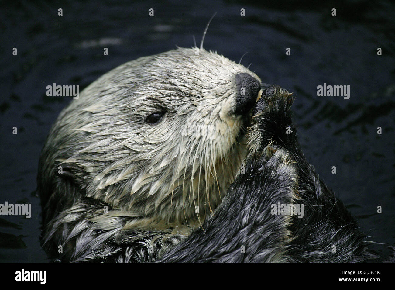 Sea otter grooming hi-res stock photography and images - Alamy