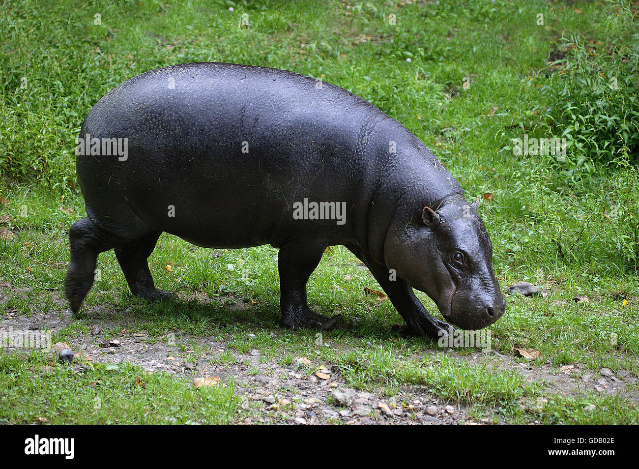Pygmy Hippopotamus, choeropsis liberiensis, Adult walking on Grass ...