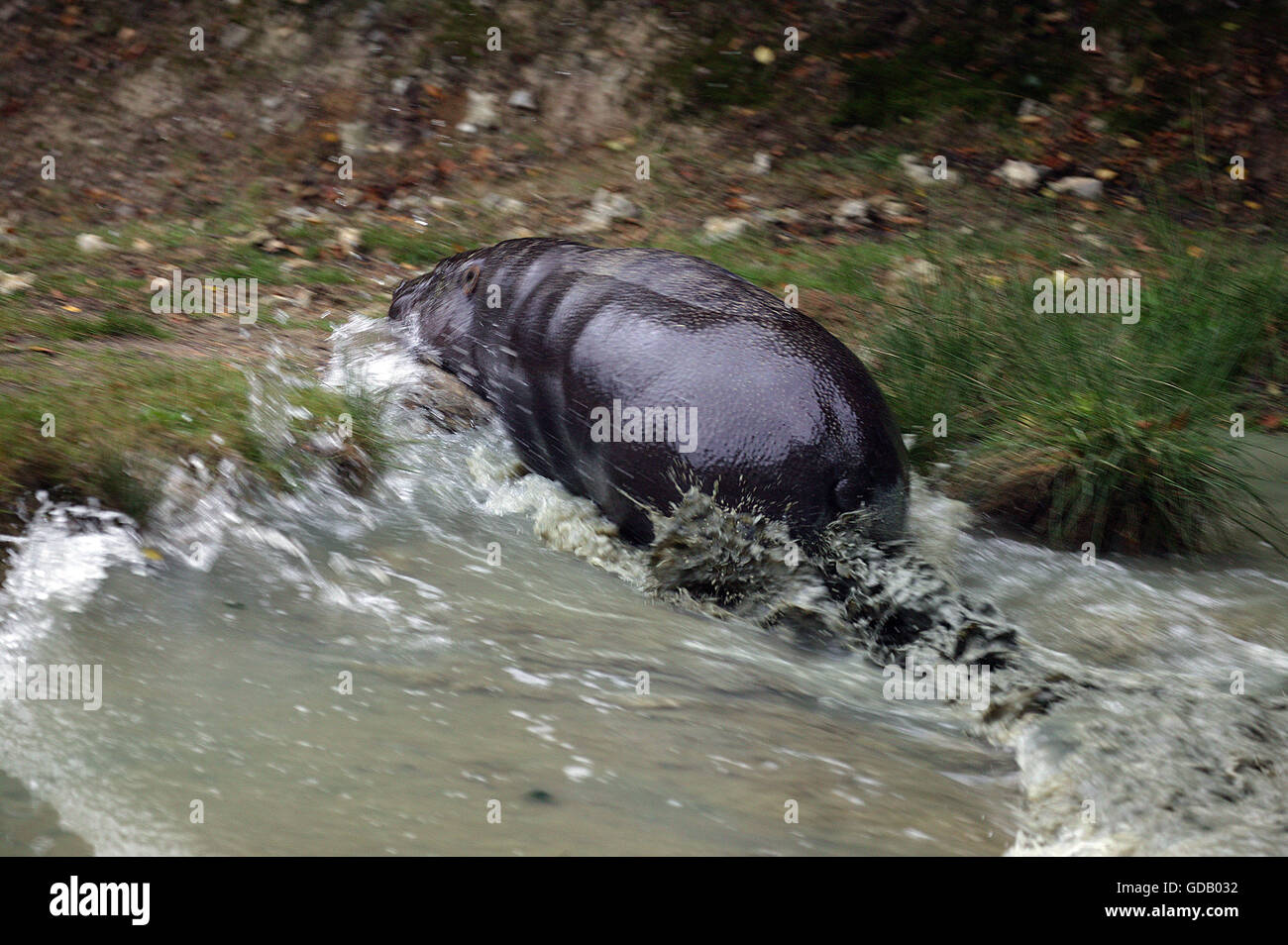 Pygmy Hippopotamus, choeropsis liberiensis, Adult Running, Emerging ...