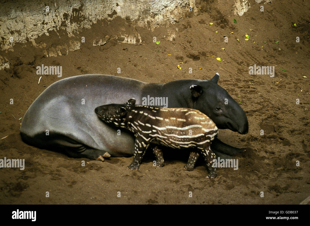 Malayan tapir hi-res stock photography and images - Alamy
