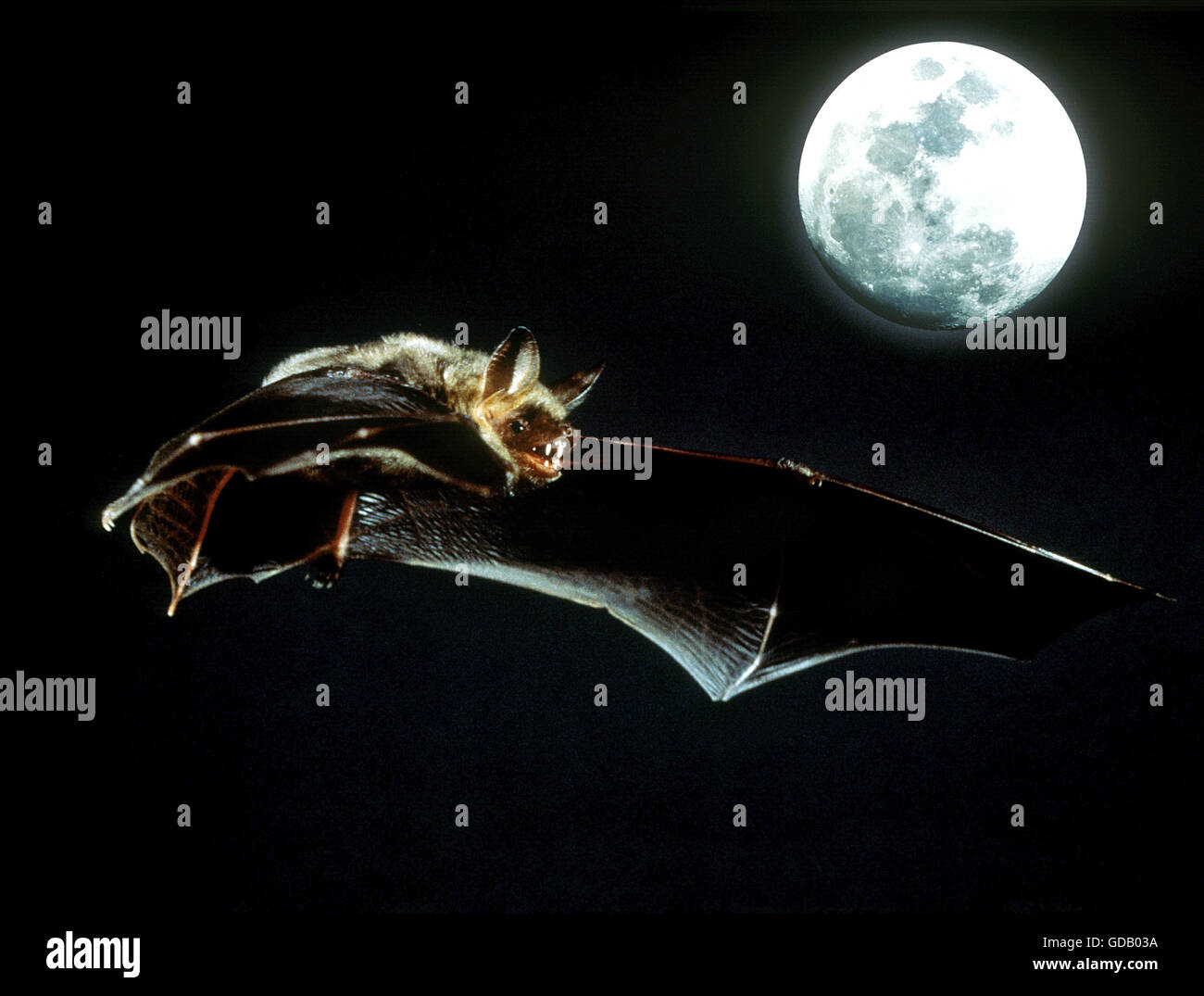 Mouse-Eared Bat, myotis myotis, Adult in Flight Stock Photo - Alamy