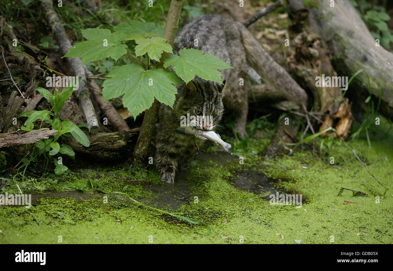 Cat catching fish hi-res stock photography and images - Alamy