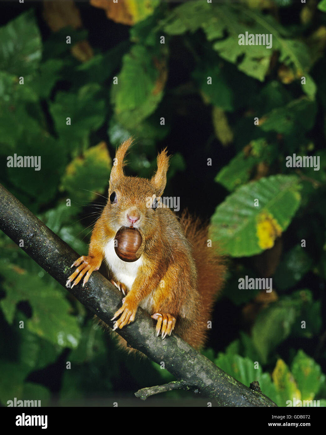 Red Squirrel, sciurus vulgaris, on Branch, Eating Chestnut Stock Photo ...