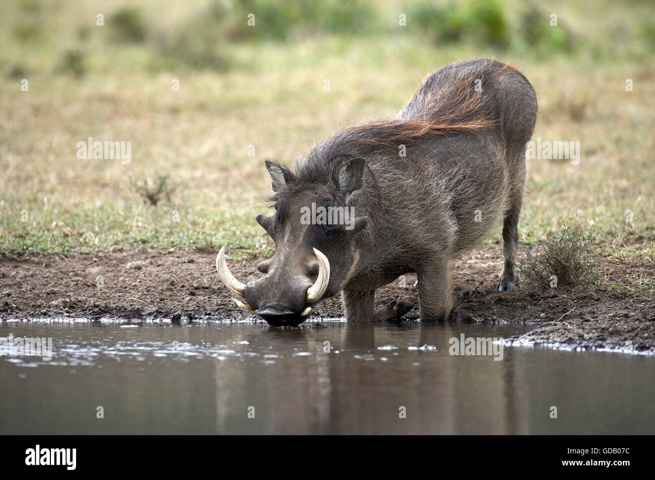 Warthog, phacochoerus aethiopicus, Adult drinking at Pond, Masai Mara ...