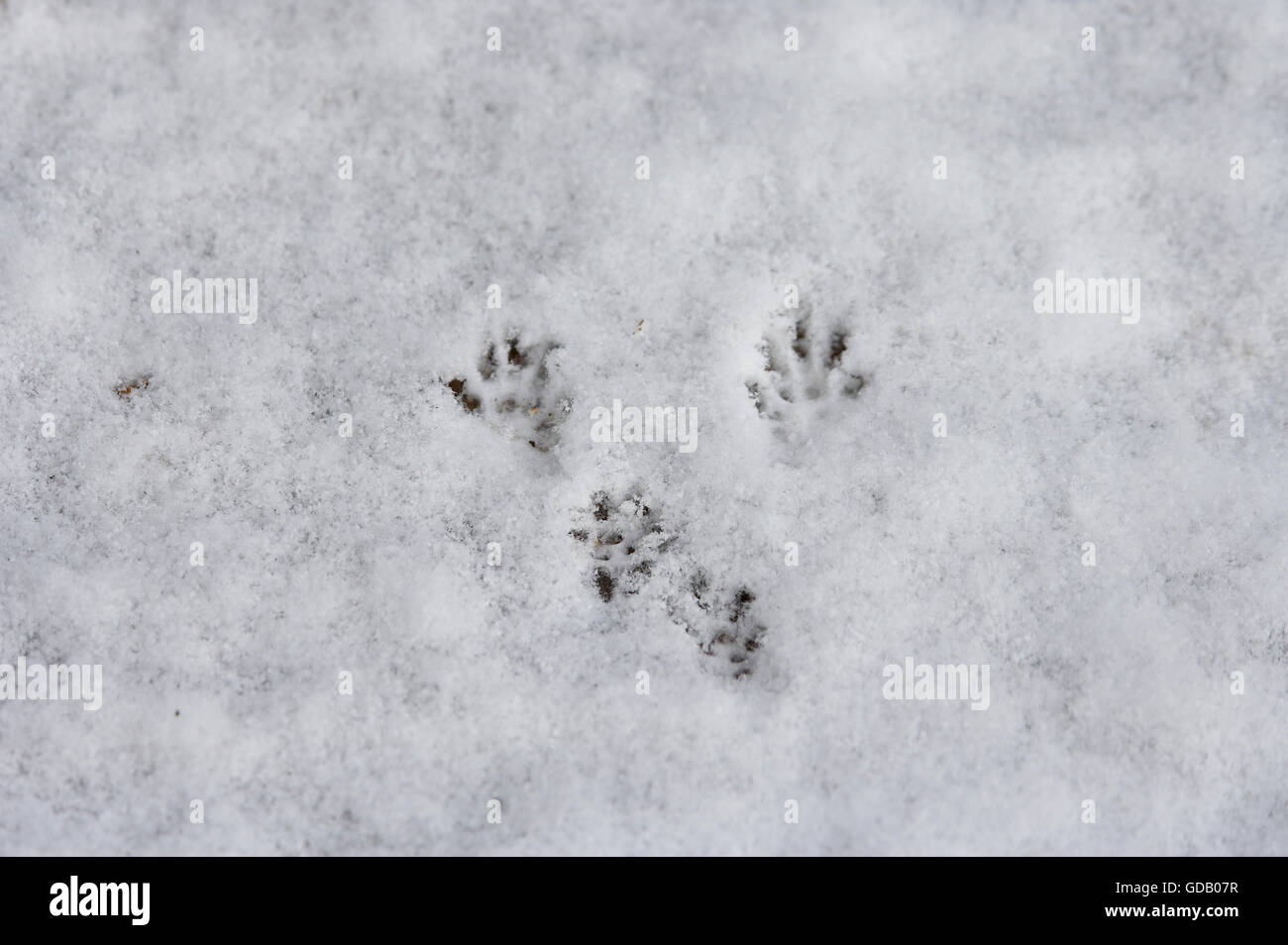 Squirrel footprint hi-res stock photography and images - Alamy
