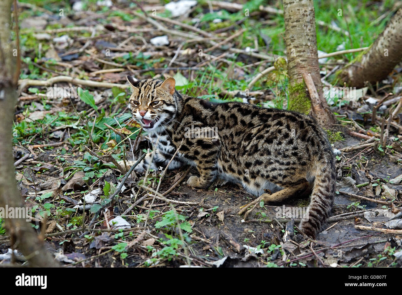 Prionailurus Bengalensis