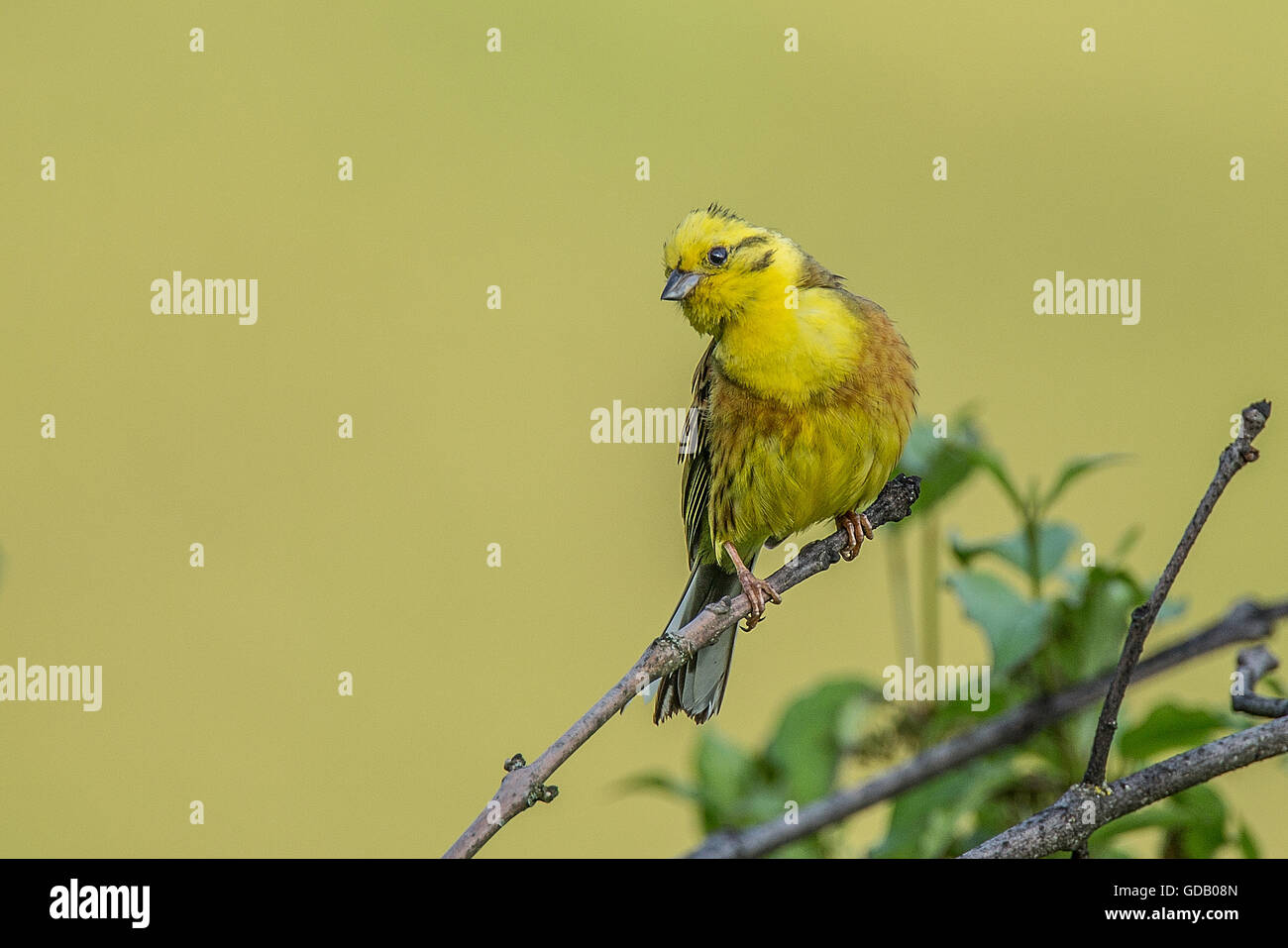 Yellowhammer hi-res stock photography and images - Alamy