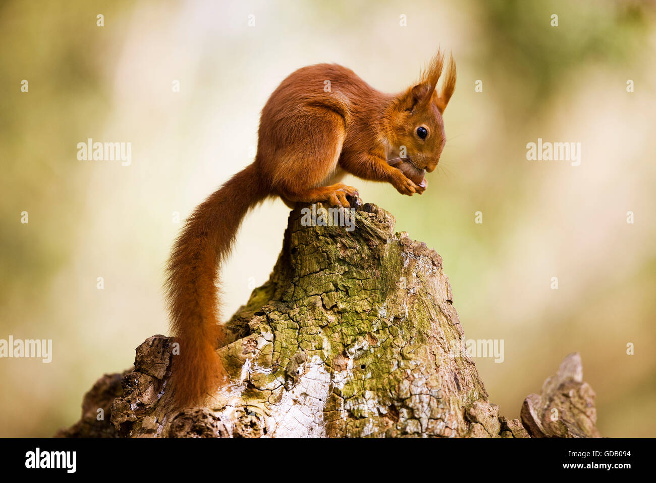 RED SQUIRREL sciurus vulgaris, ADULT EATING HAZELNUT, NORMANDY Stock ...