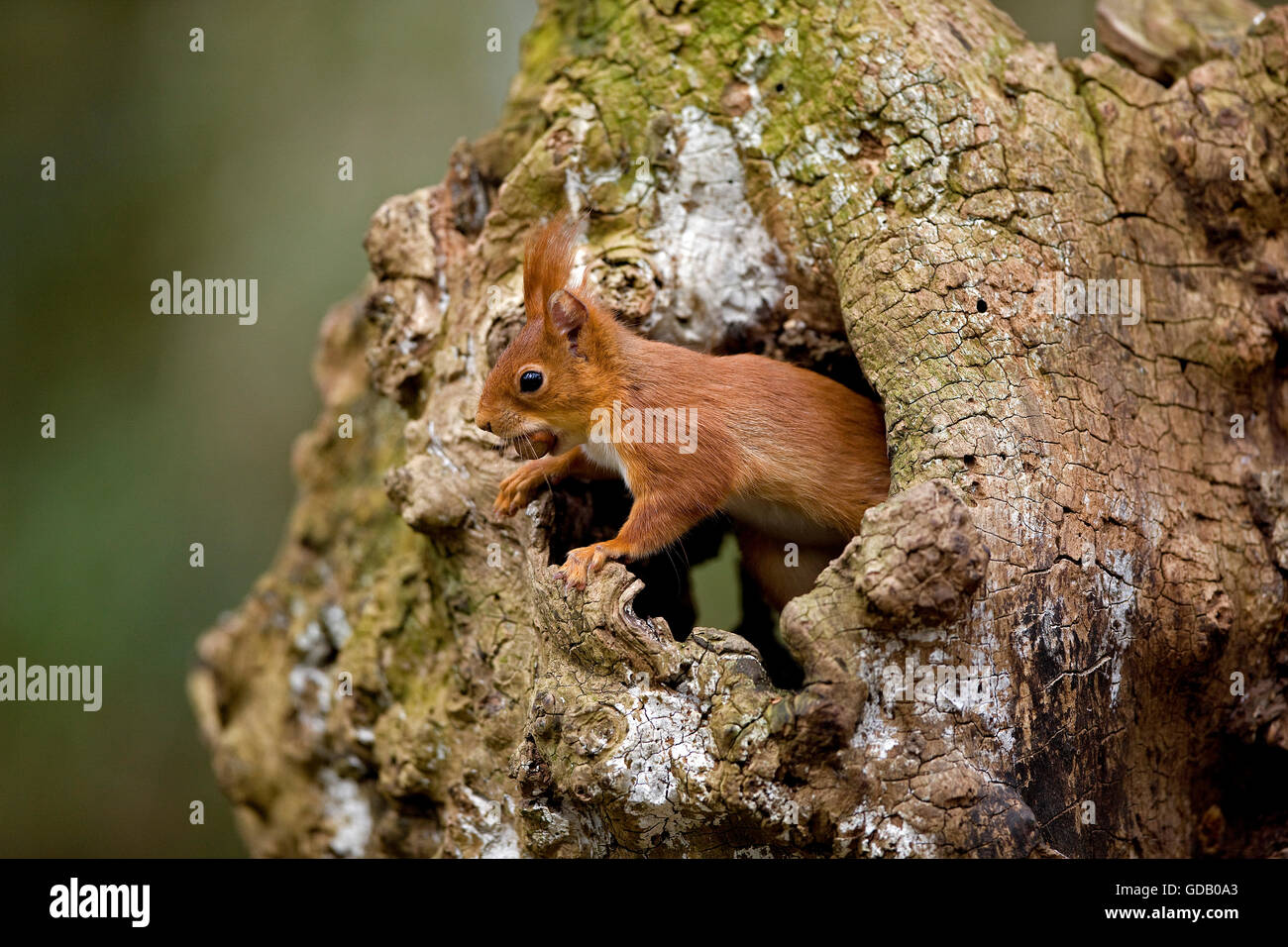 RED SQUIRREL sciurus vulgaris, ADULT EATING HAZELNUT, NORMANDY IN ...