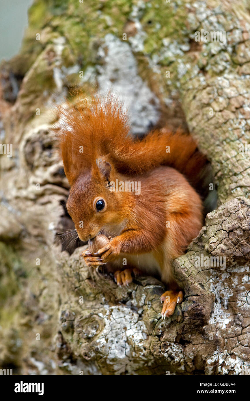 RED SQUIRREL sciurus vulgaris, ADULT EATING HAZELNUT AT NEST ENTRANCE ...