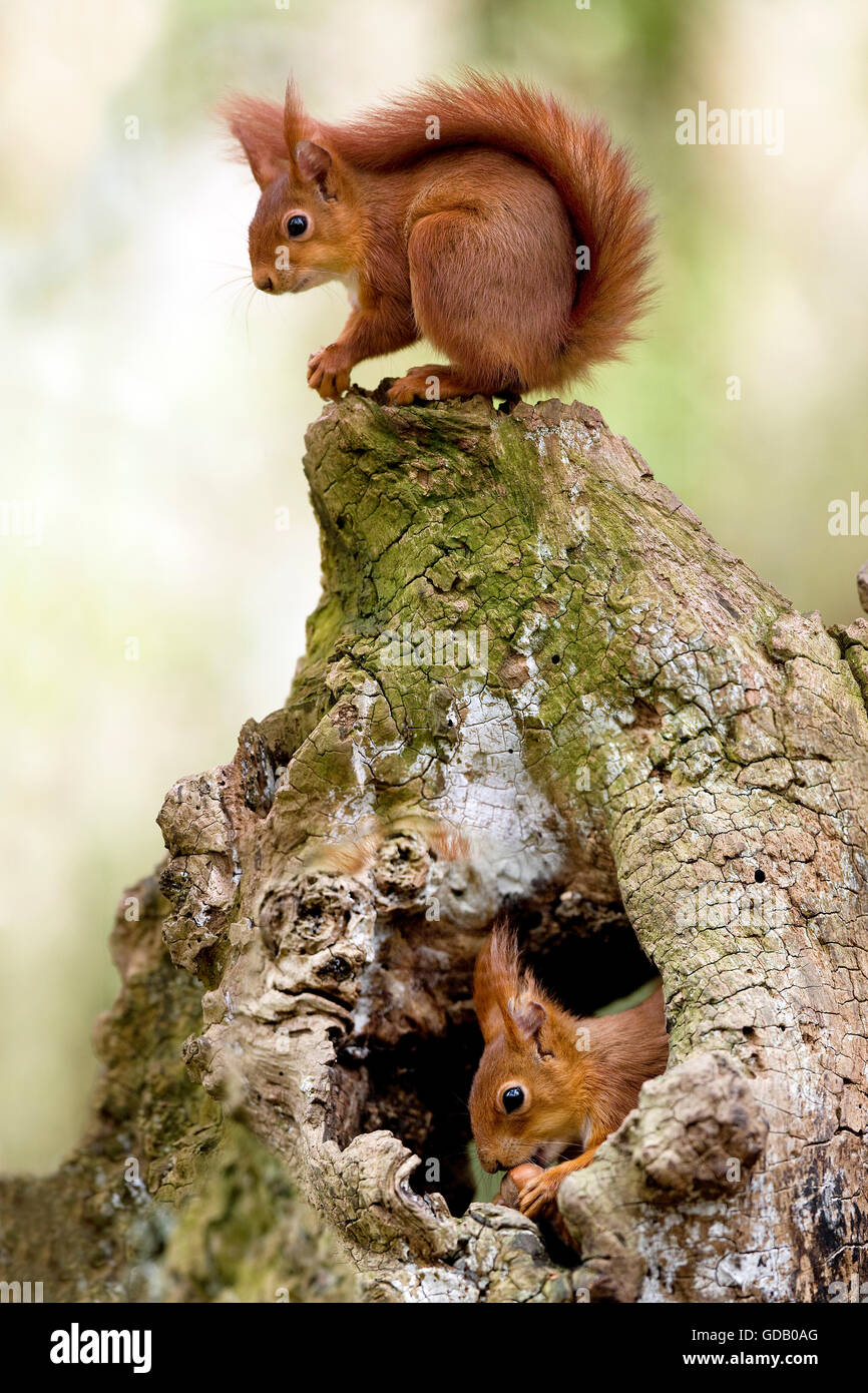 Adult eating hazelnut at nest entrance hi-res stock photography and ...