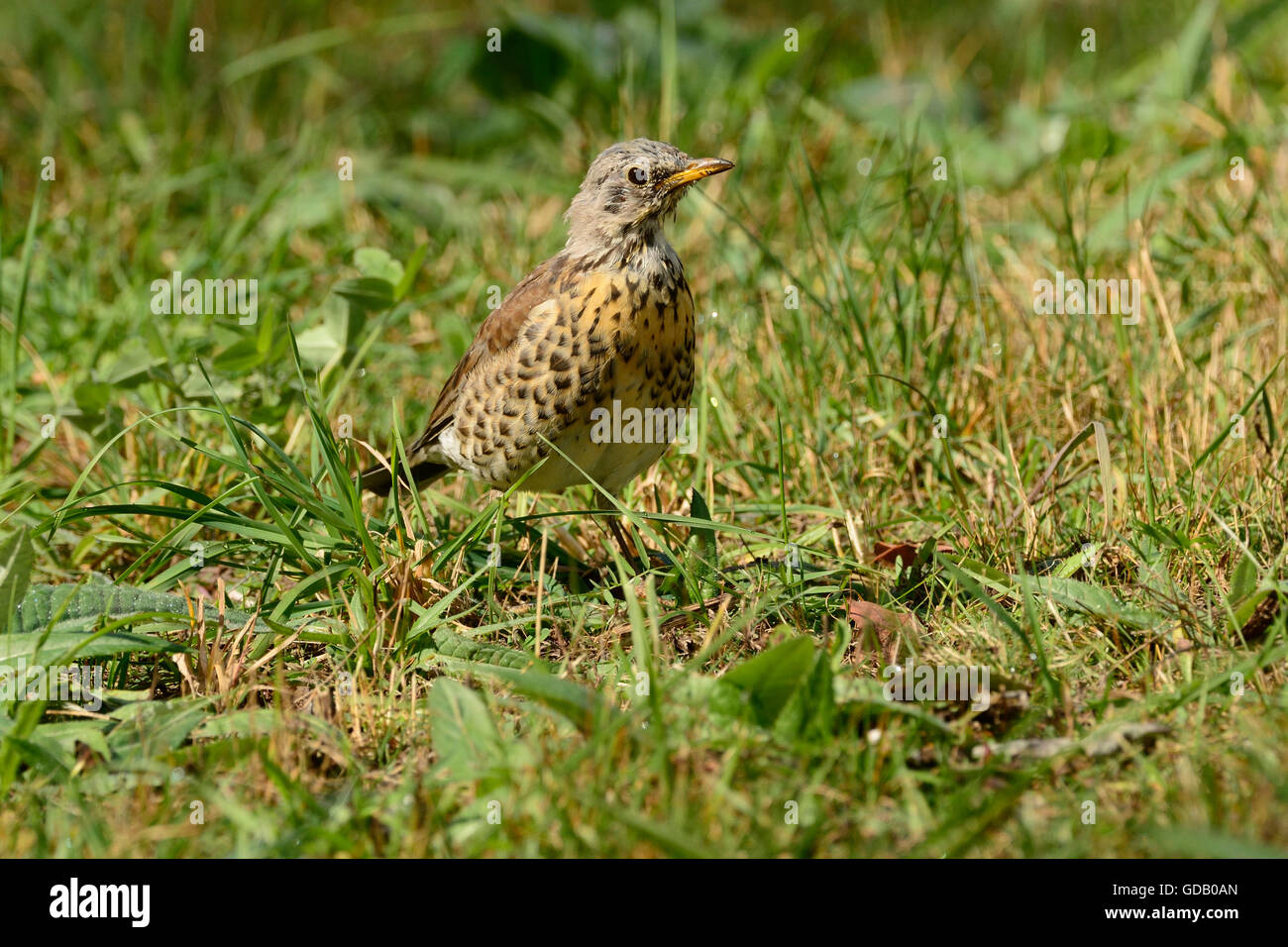 Turdidae hi-res stock photography and images - Alamy