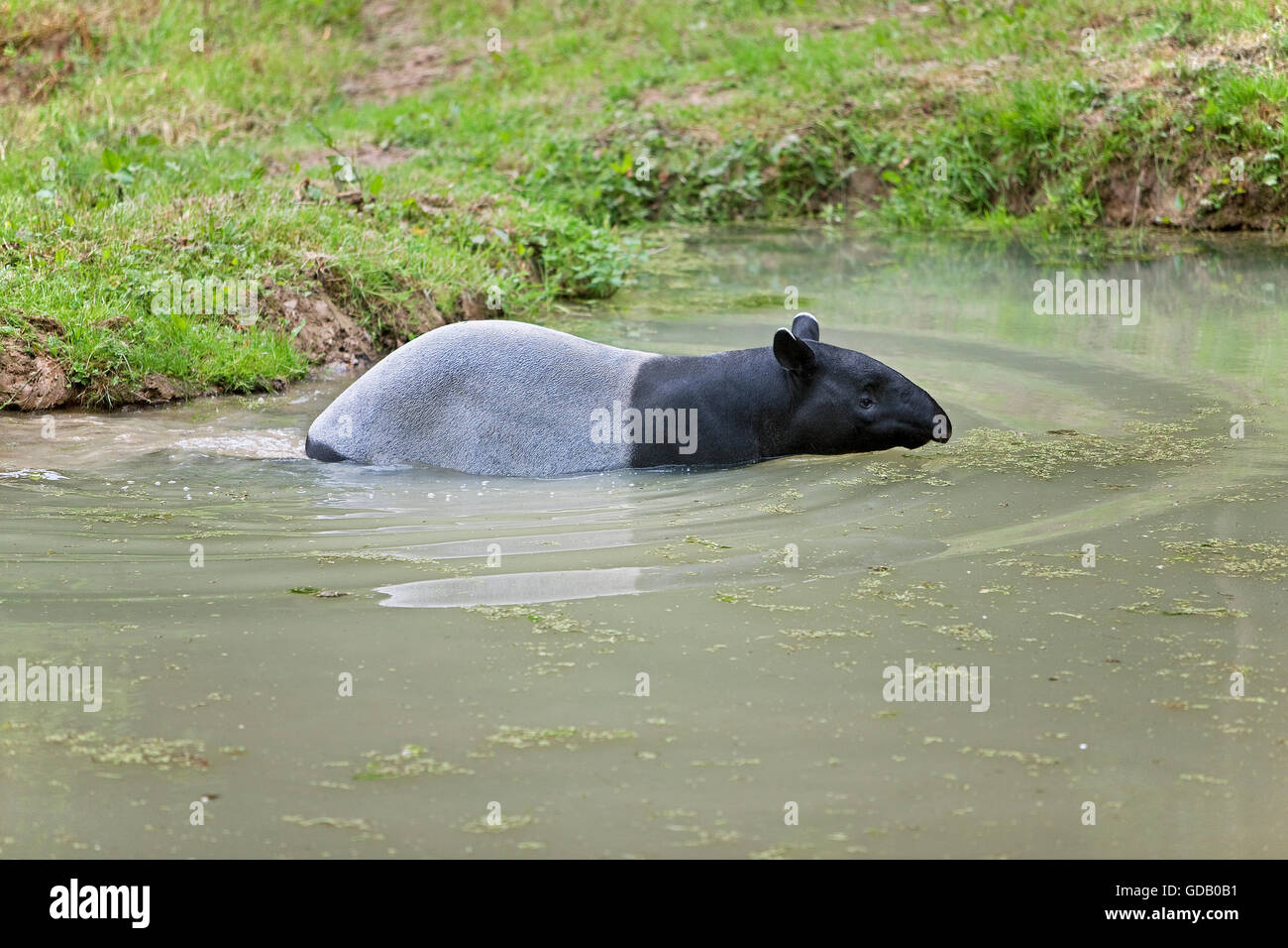 Tapirs images High Resolution Stock Photography and Images - Alamy