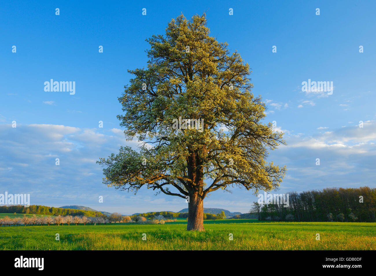 Pear tree in grass hi-res stock photography and images - Alamy
