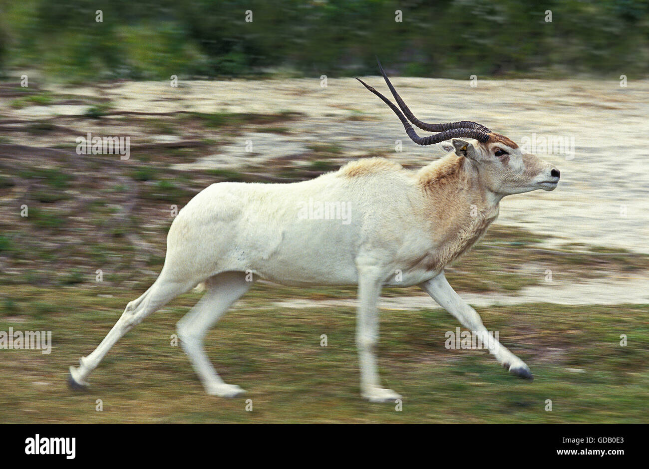 Addax hi-res stock photography and images - Alamy