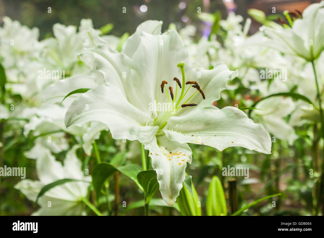 Beautiful Of Lily Flowers Stock Photo - Alamy