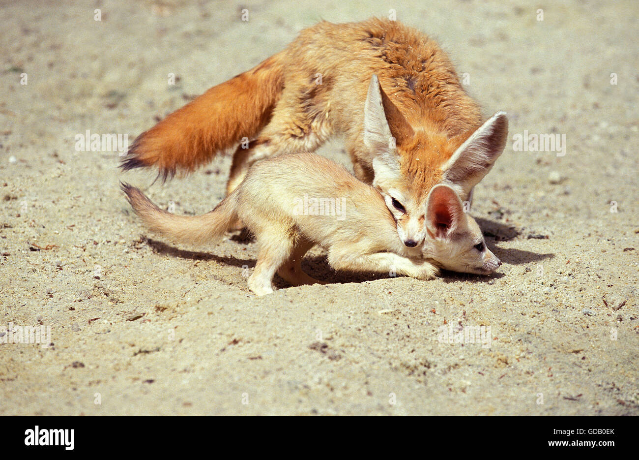 Fennec or Desert Fox, fennecus zerda, Female carrying Young by Neck ...