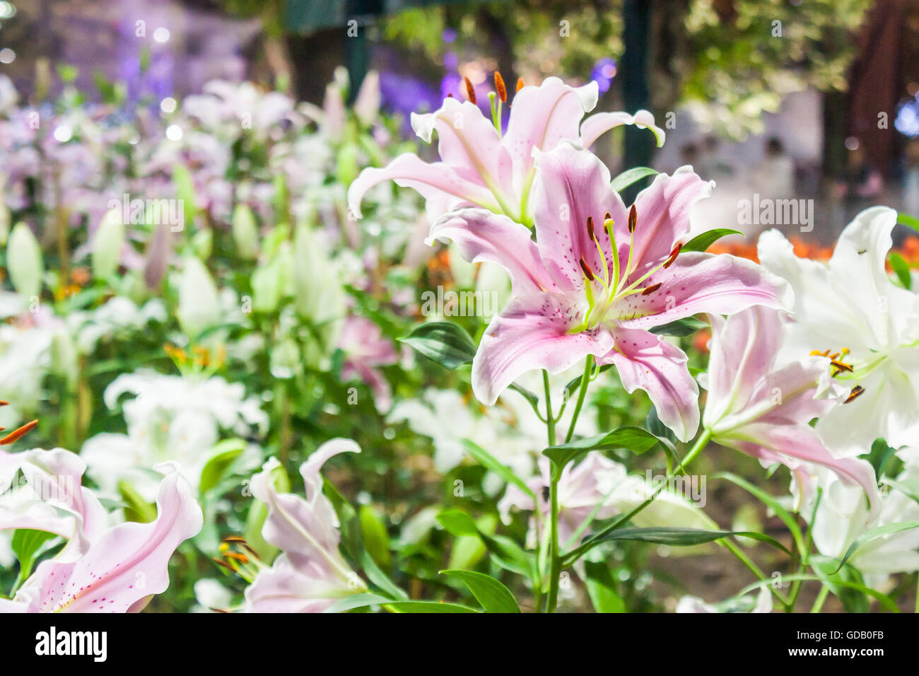 Beautiful Of Lily Flowers Stock Photo - Alamy