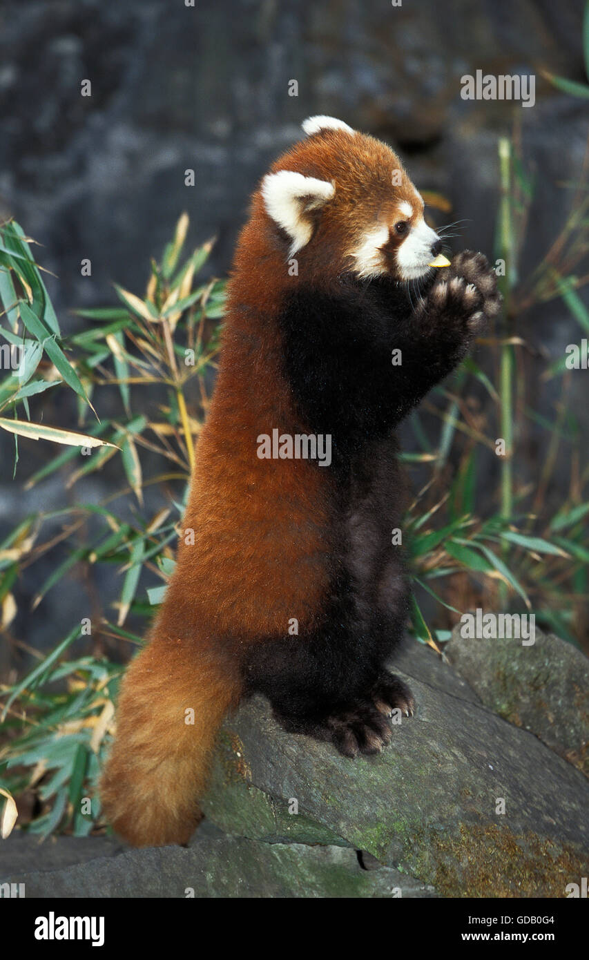 RED PANDA ailurus fulgens, ADULT ON HIND LEGS Stock Photo - Alamy