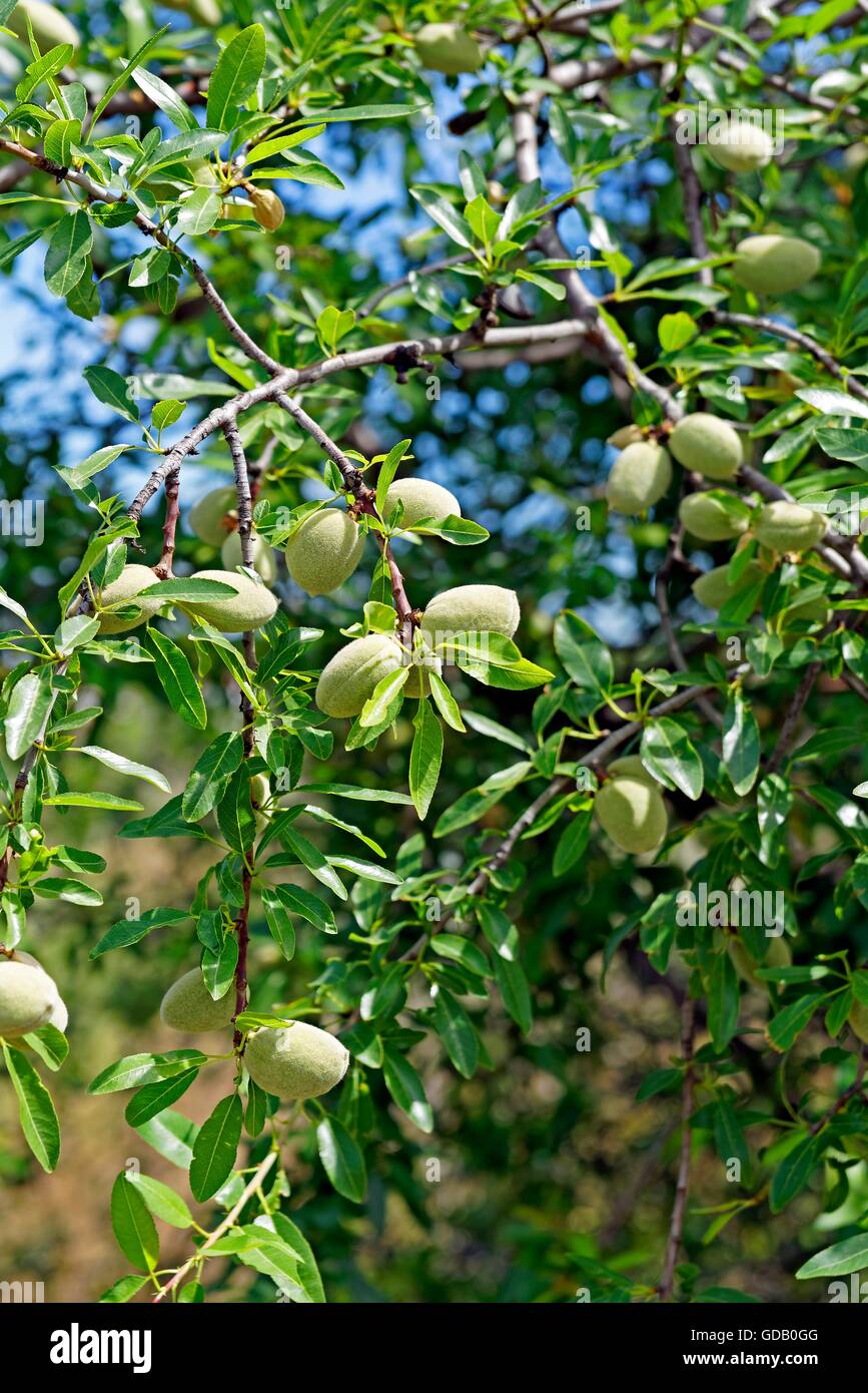 Almond tree fruits hi-res stock photography and images - Alamy