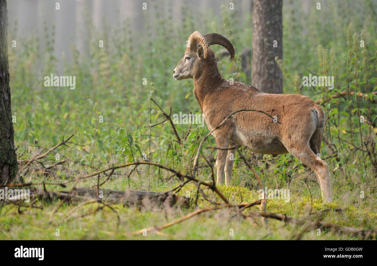 Mufflon hi-res stock photography and images - Alamy