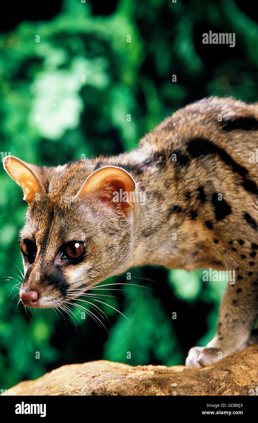 SMALL SPOTTED GENET genetta genetta, PORTRAIT OF ADULT Stock Photo - Alamy