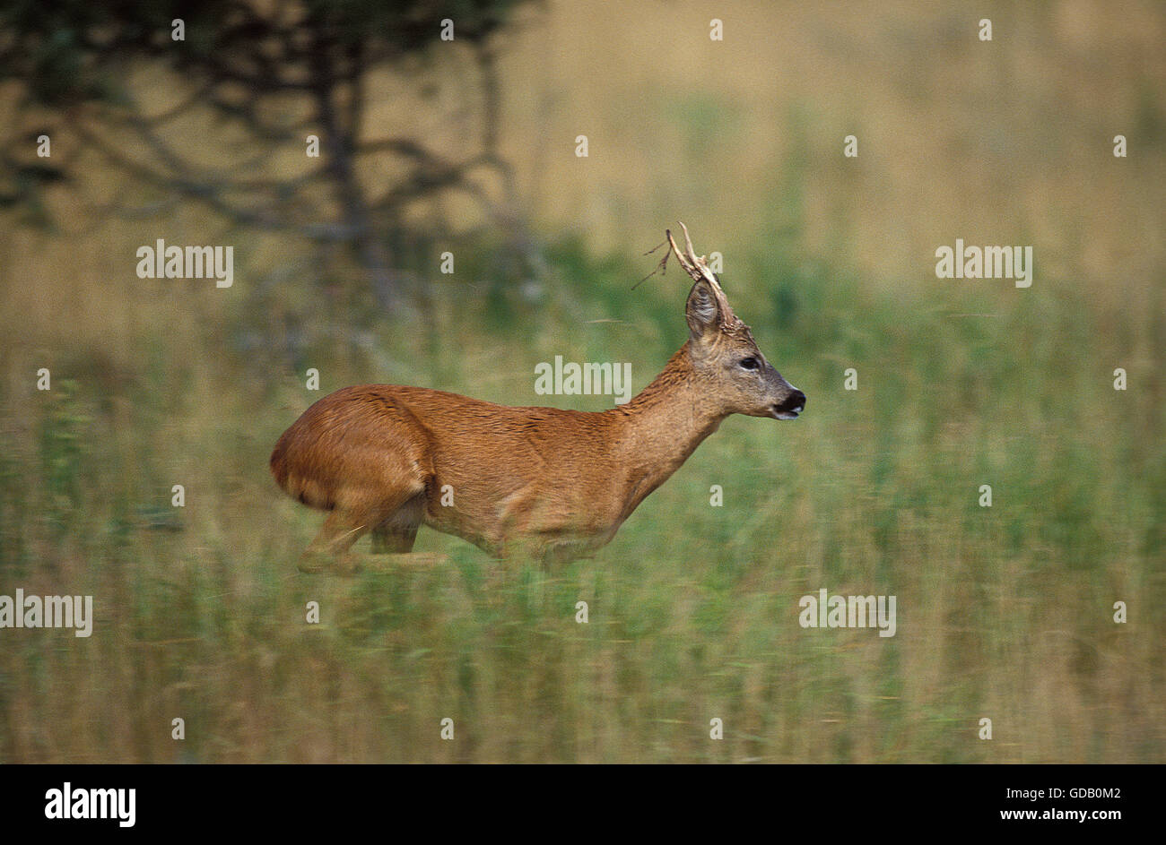 Male running through long grass hi-res stock photography and images - Alamy