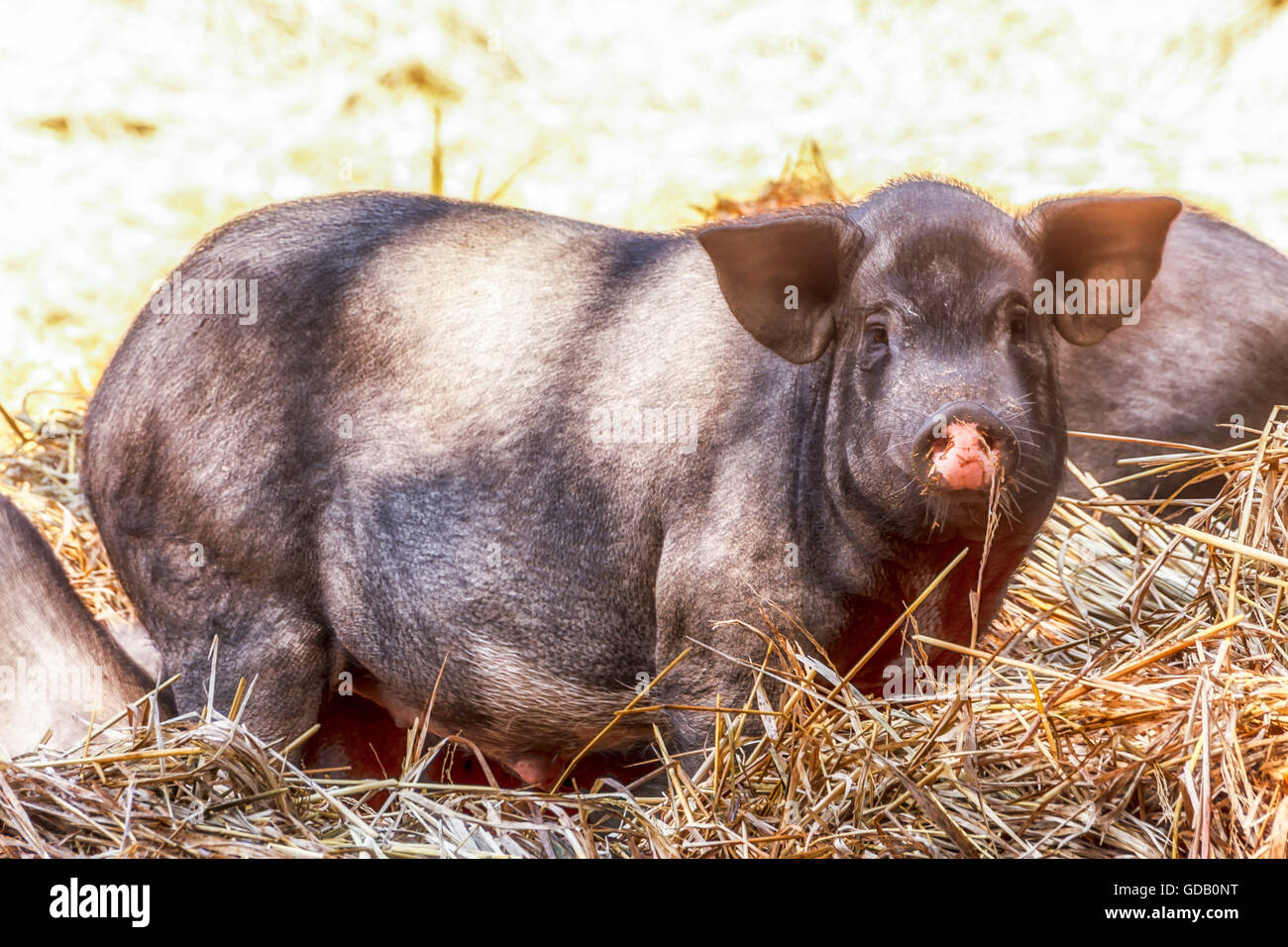 Pig On Paddy Field Stock Photo - Alamy
