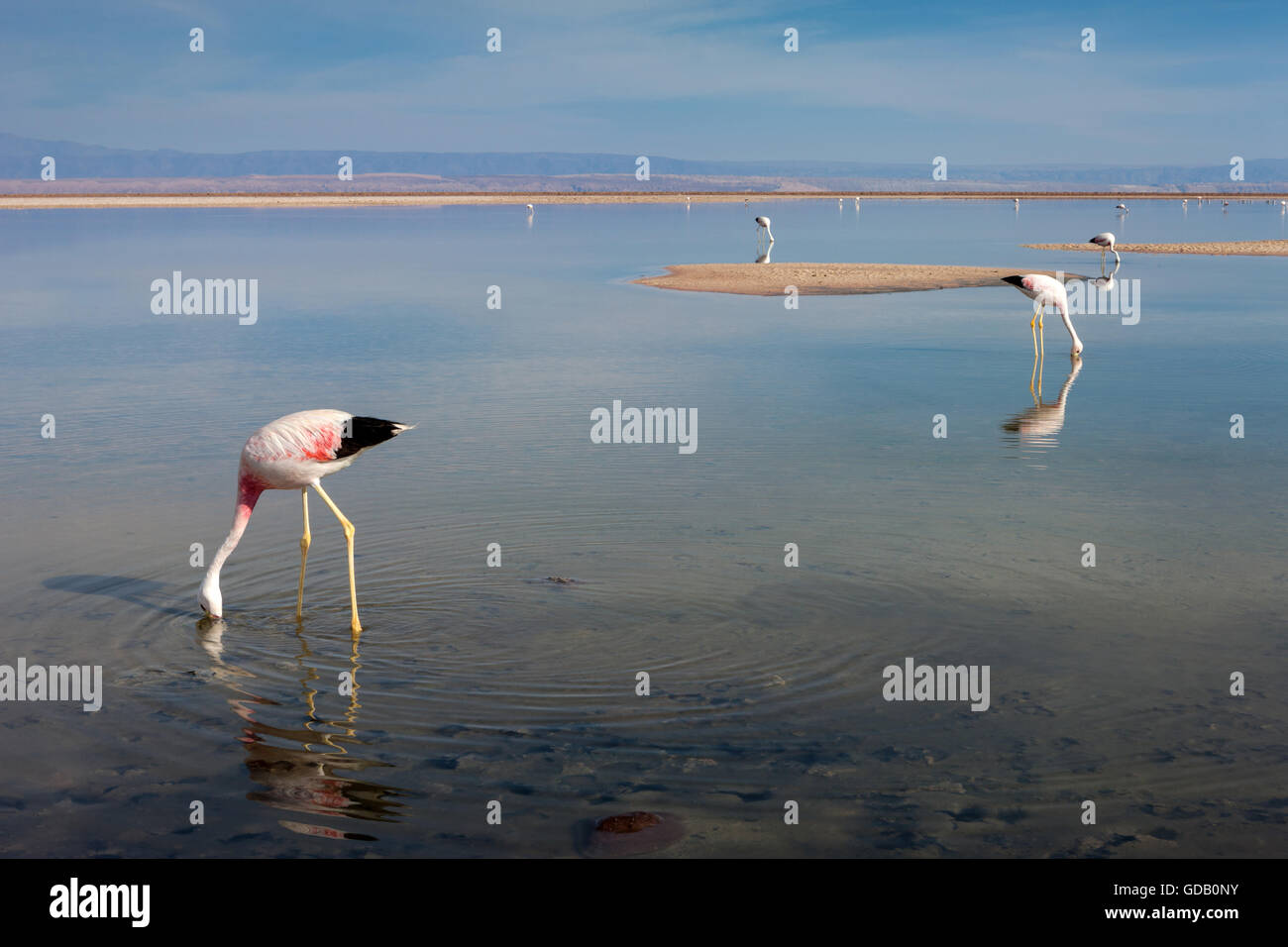 Laguna de Chaxa,Chile,Atacama Stock Photo - Alamy