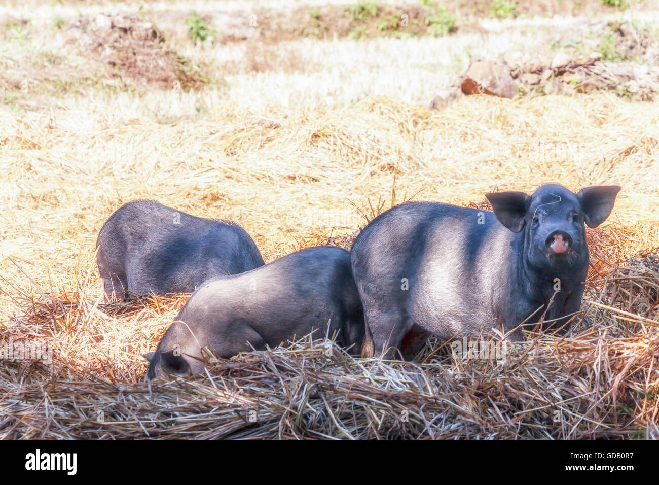 Pig field hi-res stock photography and images - Alamy