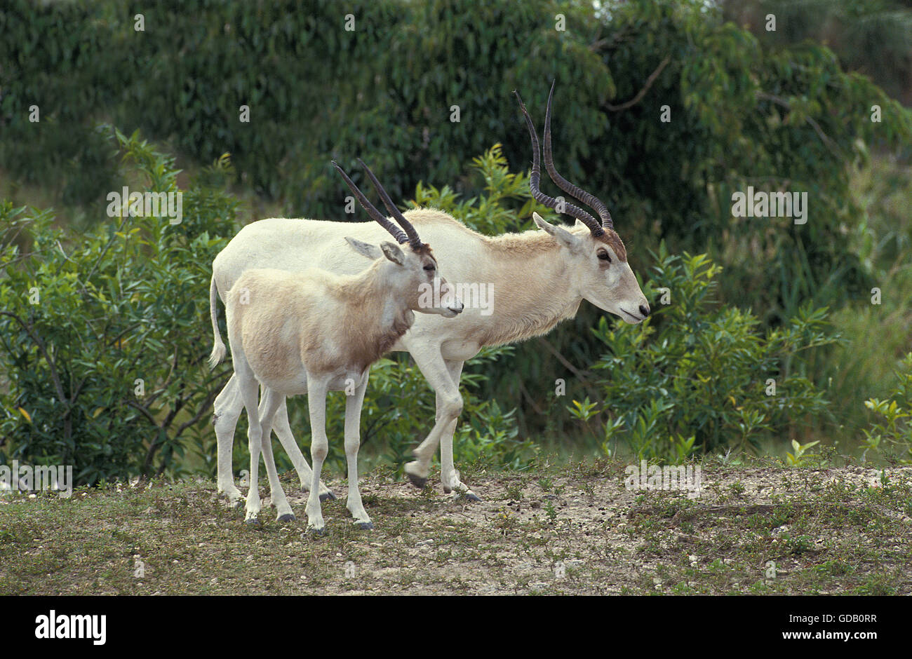 Addax nasomaculatus hi-res stock photography and images - Alamy