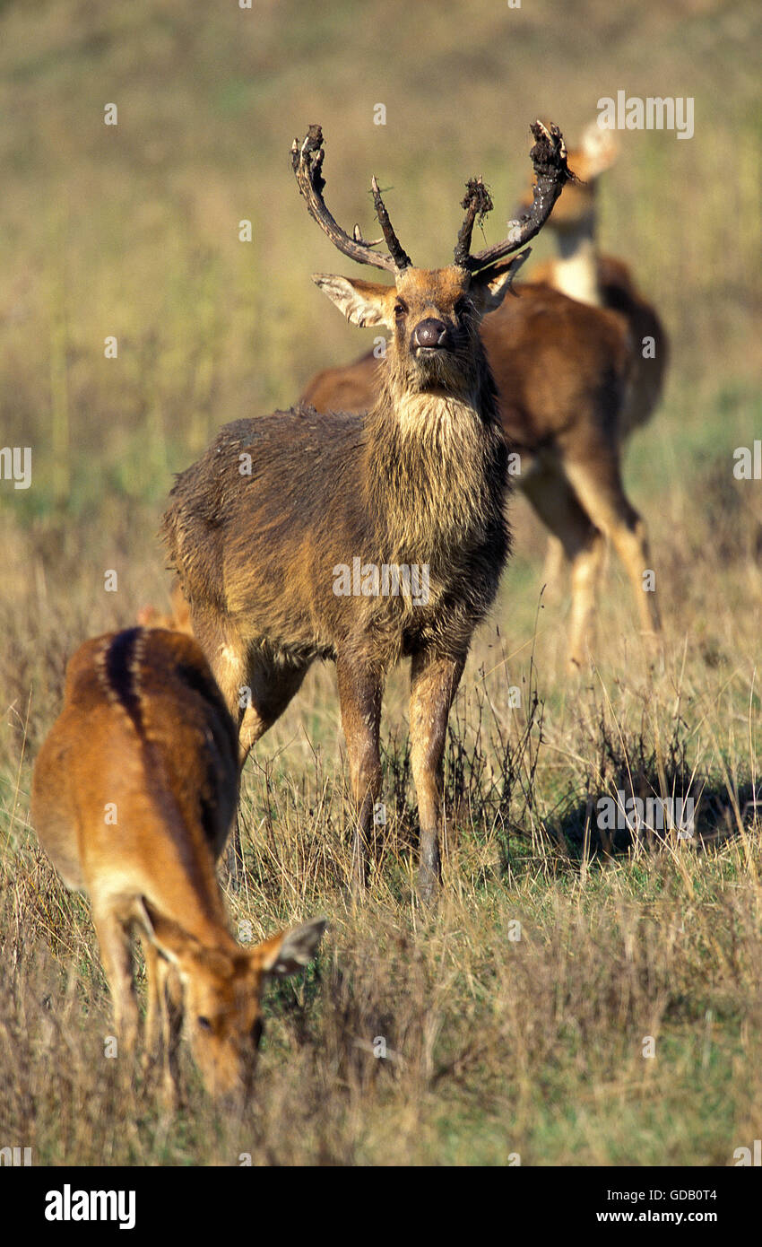 Female barasingha hi-res stock photography and images - Alamy