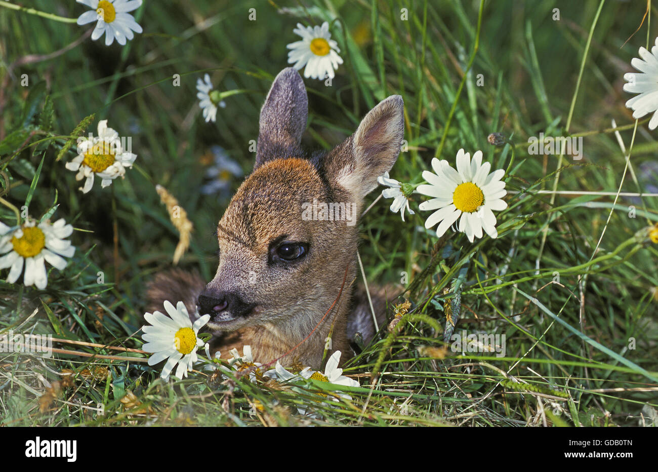 Roe Deer, capreolus capreolus, fawn laying on Flowers, Normandy Stock ...