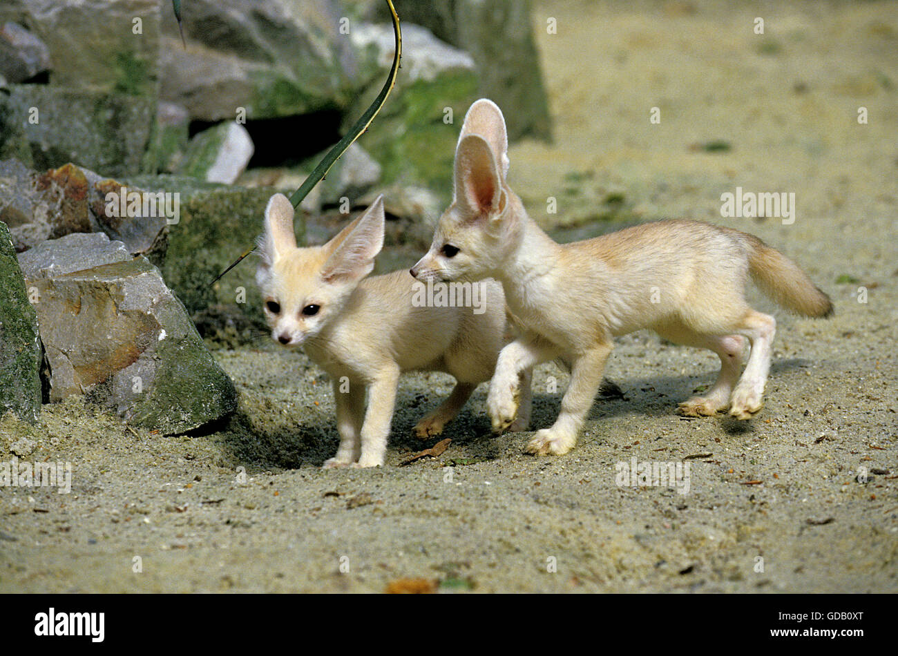 Fennec fox cub hi-res stock photography and images - Alamy