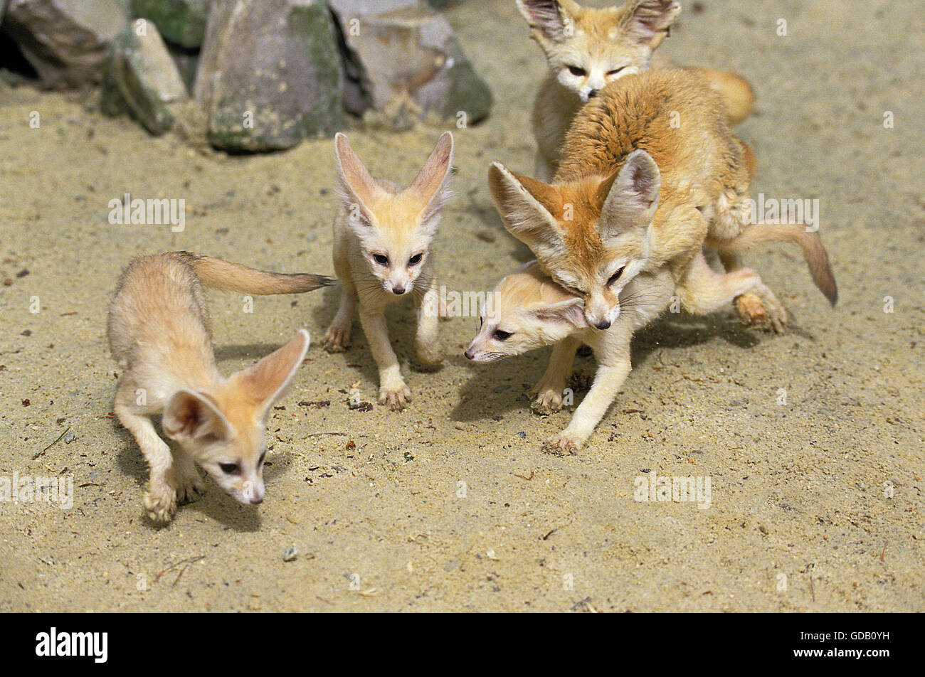 Fennec or Desert Fox, fennecus zerda, Mother with Cub Stock Photo - Alamy