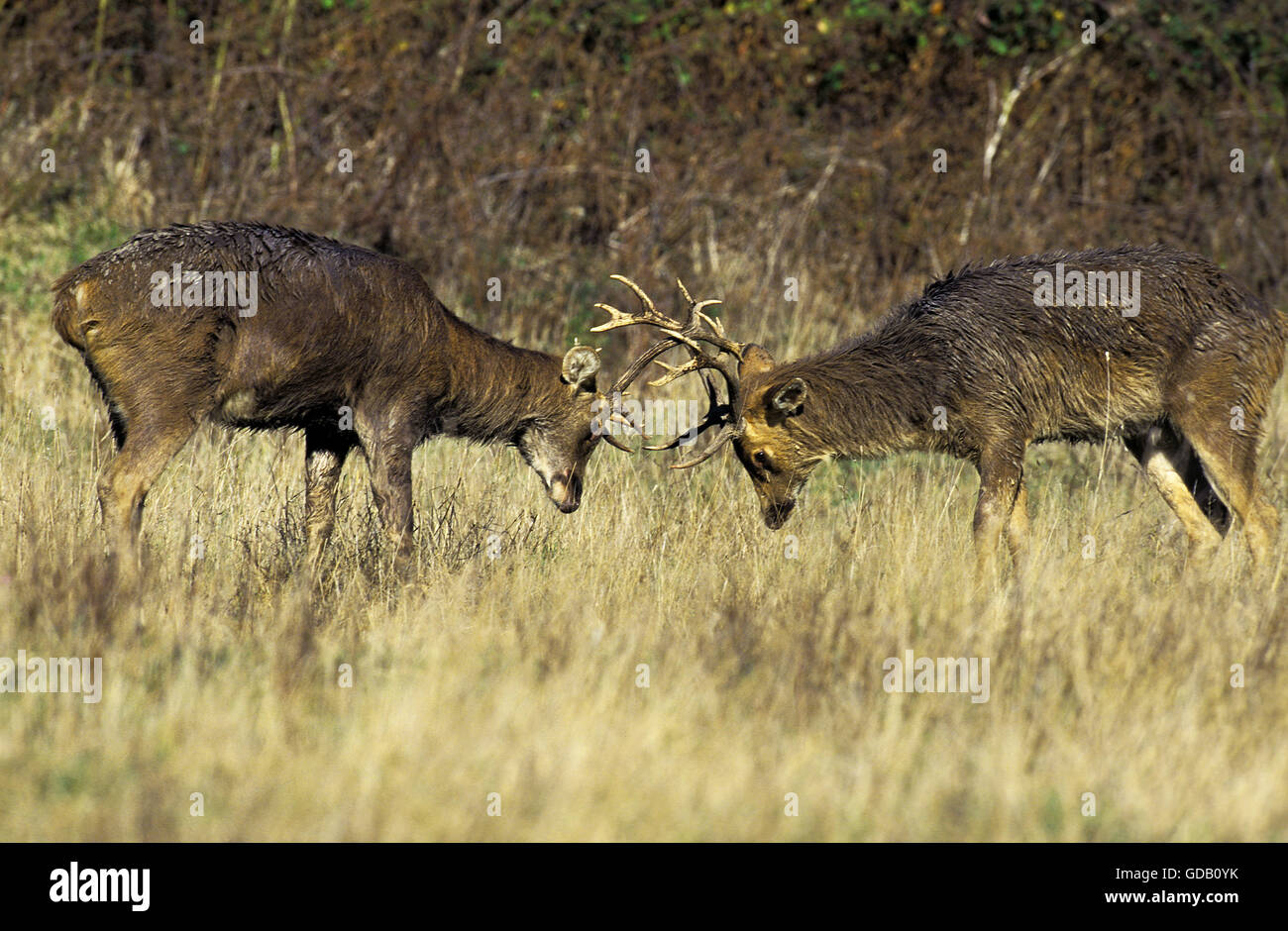 Male barasinghas hi-res stock photography and images - Alamy