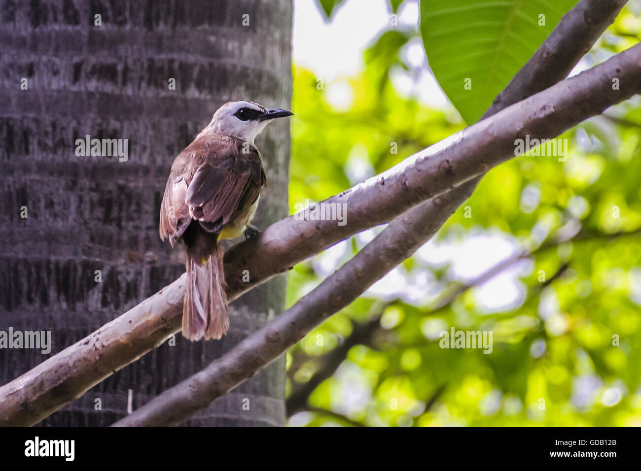 Yellow-Vented Bulbul (Pycnonotus goiavier Stock Photo - Alamy