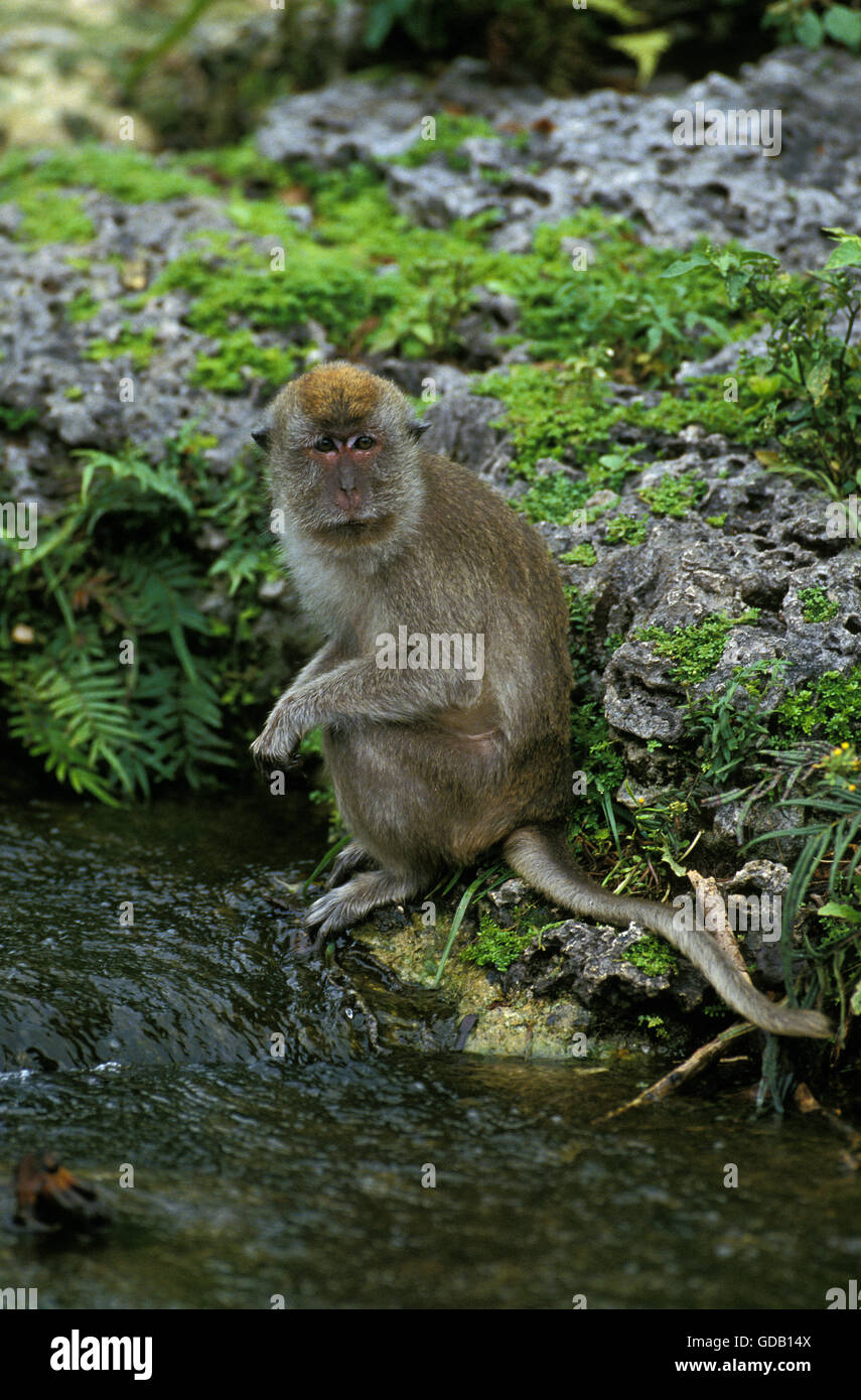 Long Tailed Macaque, macaca fascicularis, Adult near River Stock Photo ...