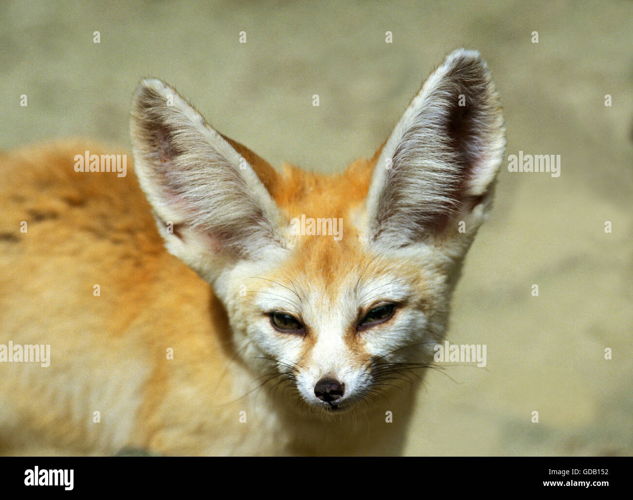 Fennec or Desert Fox, fennecus zerda, Portrait of Adult Stock Photo - Alamy