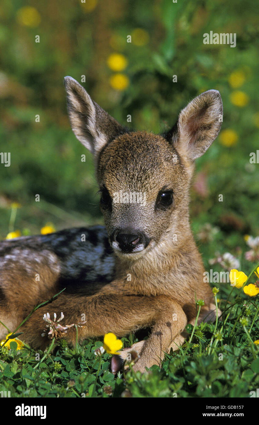 Roe Deer, capreolus capreolus, Fawn laying on Flowers Stock Photo - Alamy